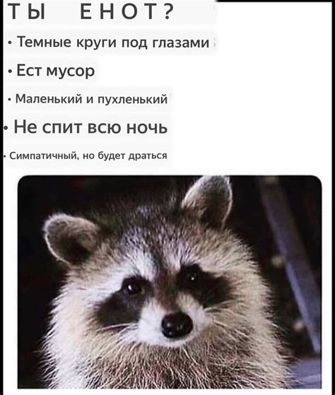 Я енот. Ты енот? | Пикабу