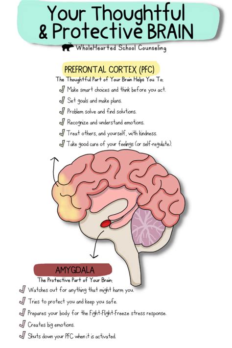Fight Or Flight Response Brain