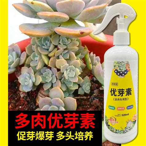 多肉爆芽素直喷优芽素生根爆芽王催芽素通用催芽营养液爆头发芽素fleshy Bursting Buds Long Straight Gush