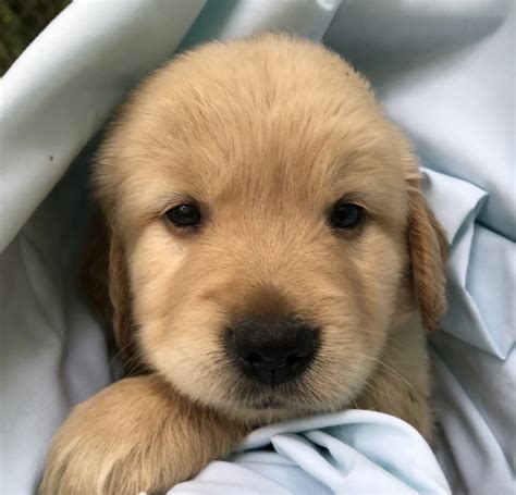 Golden Retriever Puppies For Sale 200 Nebraska USA Buy Puppy In
