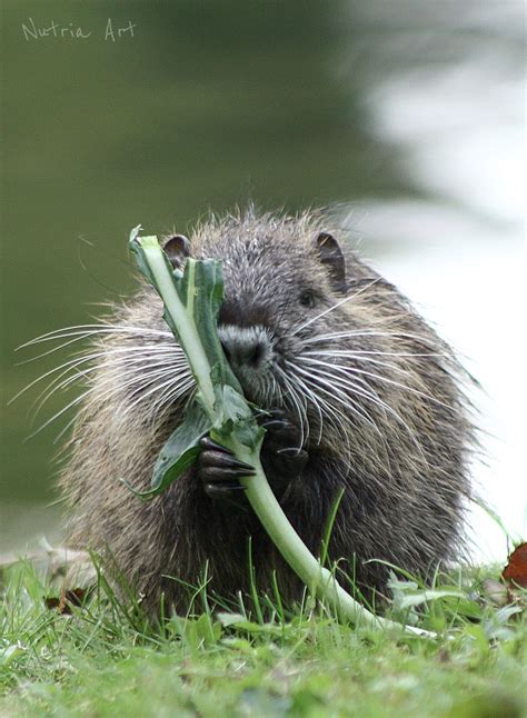 Nutria mehr unter www.nutria-Info.com Otter, Invasive Species, Rodents ...