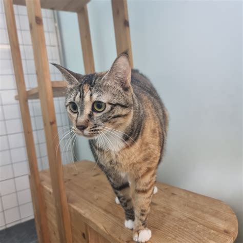 코리아숏헤어 단지 고양이무료분양 포메라니안분양 이탈리안그레이하운드분양가 반려견 스코티시폴드분양 불독 부산강아지분양 폼피츠 강아지입양 고양이입양 도그마루 보호소 펫샵