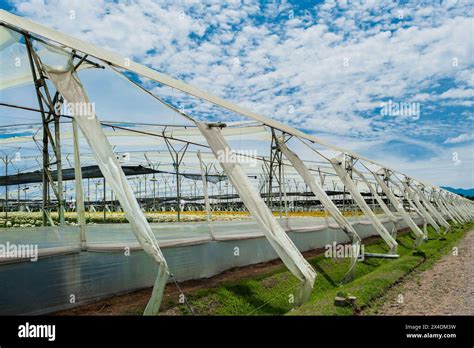 Fields Of Flowers Are Seen Growing In The Controlled Environment Of A