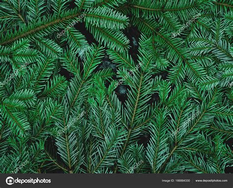 Conifer Leaf