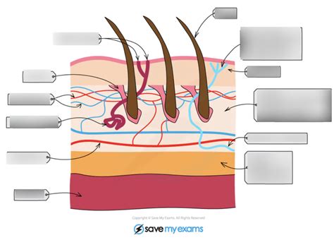 Diagram Of Homeostasis Quizlet