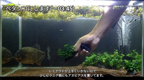 【新】ピラニア水槽 10 ピラニアがいかつくなってきたのでペタンコにします。【おまけ】なんで？ Youtube