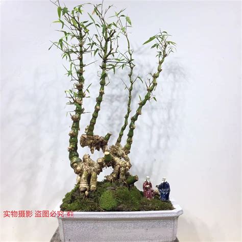 佛肚竹佛珠罗汉竹丛林金丝簕竹头桩室内外盆景植物红竹名贵竹子 阿里巴巴