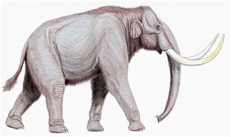 Neanderthal Tools Found Near Mammoth Graveyard In Uk