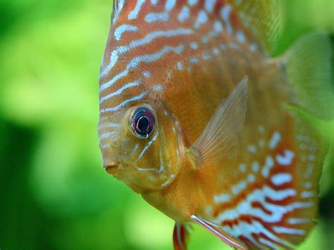 Discus Wallpaper and background - Animals Town