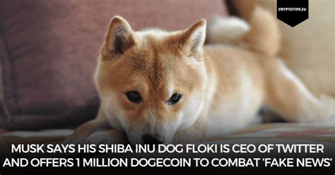 Musk Says His Shiba Inu Dog Floki Is Ceo Of Twitter And Offers 1