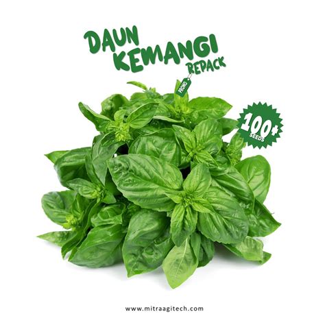Jual Benih Bibit Daun Kemangi Kemasan Repack Isi Ratusan Kemasan Zip