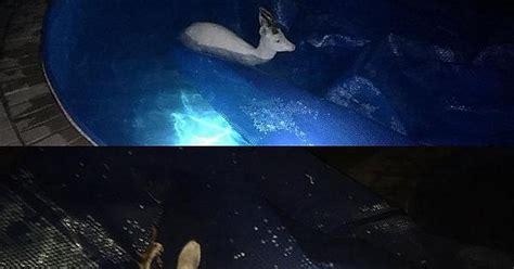 When You Thougt You Have Seen Everything And Then There Is A Albino