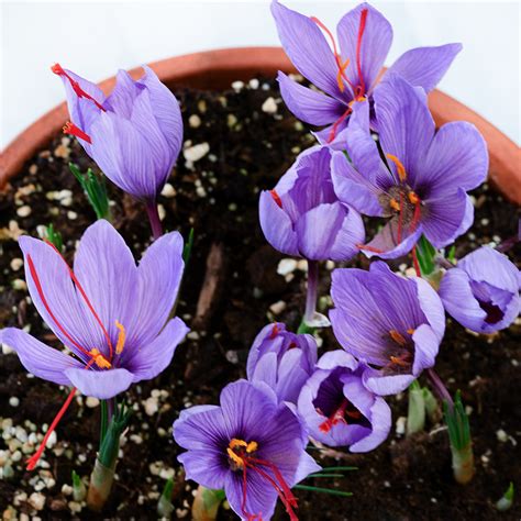 Saffron Crocus 25 Bulbs Baker Creek Heirloom Seeds