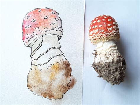 Mosca Agaric Amanita Muscaria Una Cocina Con Un Sombrero Sin Abrir Rojo Con Espectros Blancos