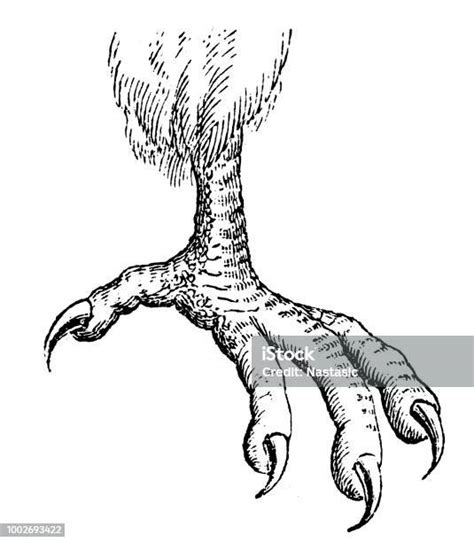 Kaki Elang Ilustrasi Stok Unduh Gambar Sekarang Burung Burung