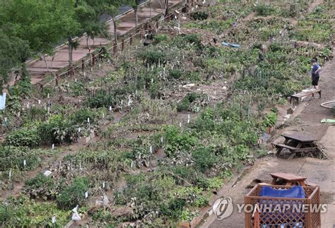 폭우에 망가진 도시 텃밭 연합뉴스