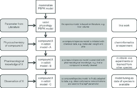 Workflow Of The Rabbit Pbpktk Model Development Starting With A