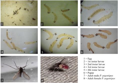 The Life Cycle Of Sand Fly Phlebotomus Argentipes Download