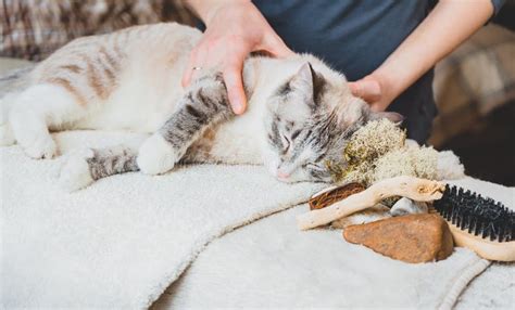 Circular Movements Of The Thumbs Along The Spine Cat Massage Technique
