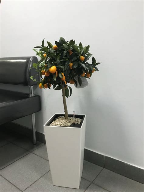 Кумкват в кашпо с автополивом Lechuza Cubico 22 купить в Москве