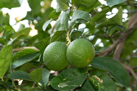 Jeruk Lemon Nipis Buah Foto Gratis Di Pixabay Pixabay