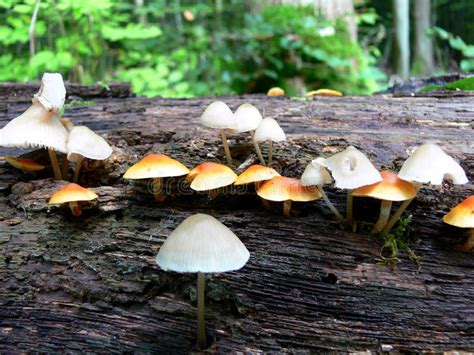 Mushrooms Decompose A Tree Trunk Stock Image Image Of Circle Wood