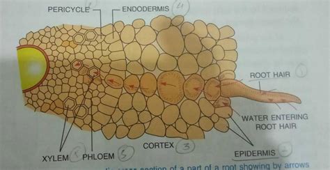 Pericycle Xylem Phloem Endodermis Cortex 3 V Root Hair Water Entering Roo