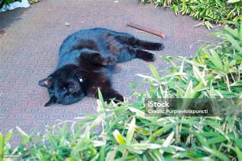 길 잃은 고양이는 아름답고 사랑스러운 의 골목에서 재생 거리에 대한 스톡 사진 및 기타 이미지 거리 고양이 새끼 고양잇과 Istock