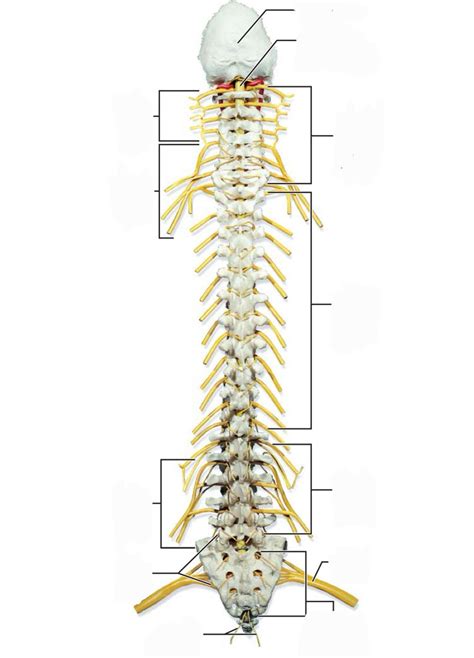 Posterior View Of Spinal Nerves Exiting Vertebral Column Diagram Quizlet