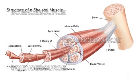 Anatomy Of A Skeletal Muscle