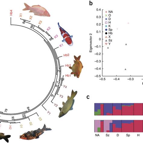 Pdf Genome Sequence And Genetic Diversity Of The Common Carp Cyprinus Carpio