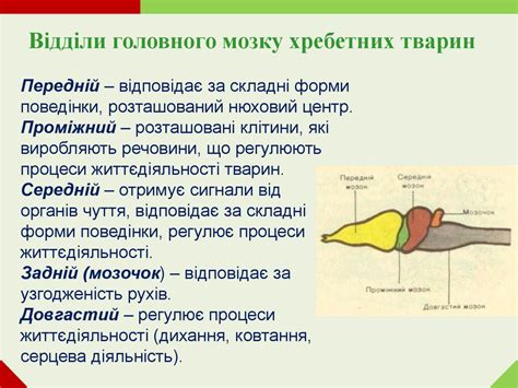 Нервова система її значення і розвиток у різних тварин презентация онлайн