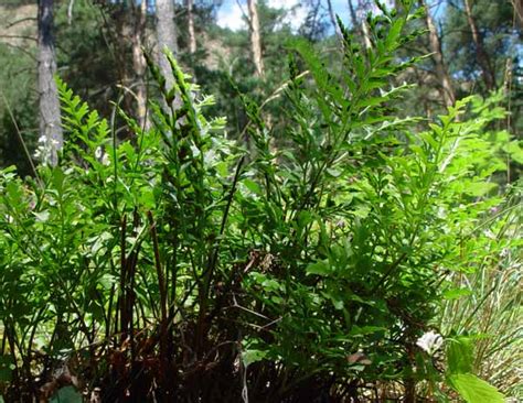 Asplenium Cuneifolium