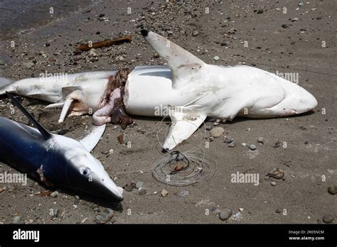 Sharks Caught By Traditional Fishermen Are Placed On The Sand On The