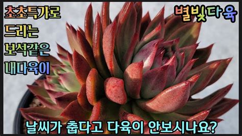22 12 22 다육이 별빛다육 초초특가 명품다육 스타보스금군생 귀품다육 돌기마디바 환엽불꽃 아모르파티군생 환엽쥬피터 환엽