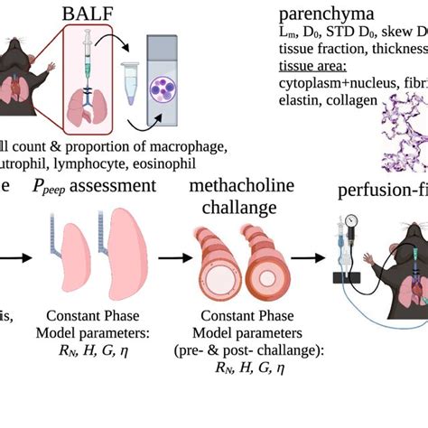 Schematic Outlining The Functional And Structural Assessments Download Scientific Diagram