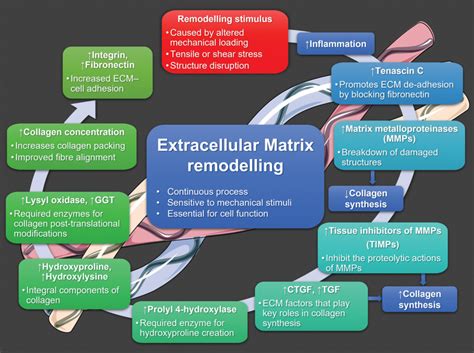 Extracellular Matrix The Scaffold Of Life Medical Forum