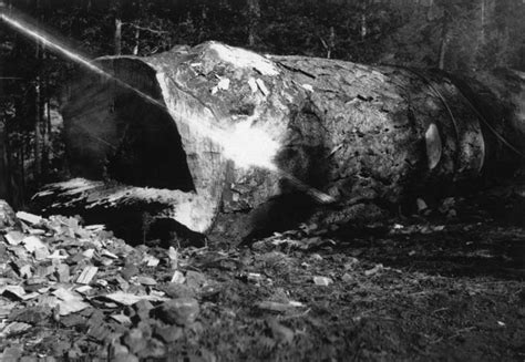 Logging Bucking And Limbing General Forest History Society
