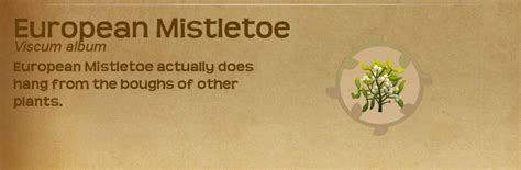 European Mistletoe Flutter Starlight Wikia Fandom