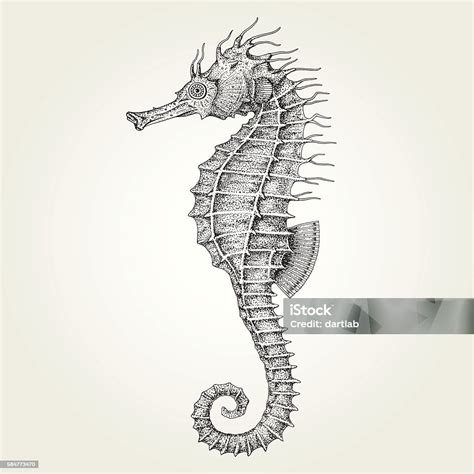 Ilustración De Caballito De Mar Dibujado A Mano Y Más Vectores Libres
