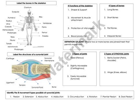 Cambridge Igcse Knowledge Organiser Skeletal System Teaching Resources