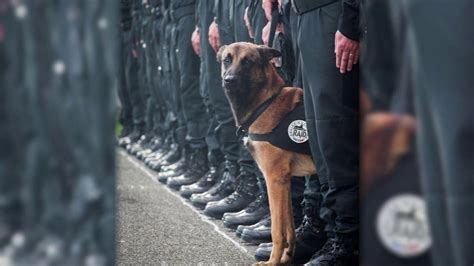 Police K 9 Dog Killed In Raid On Terror Suspects In Paris Identified As