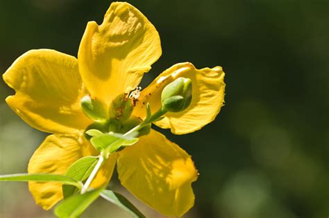 日光と自然な背景草原が分離されたぼやけた緑黒のバックに美しい黄色の花を見る まぶしいのストックフォトや画像を多数ご用意 まぶしい