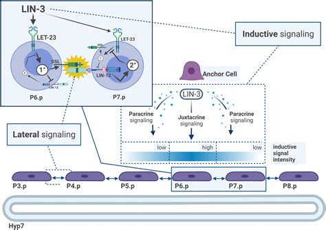 Nets Within Nets For Modeling Emergent Patterns In Ontogenetic Processes Computational And