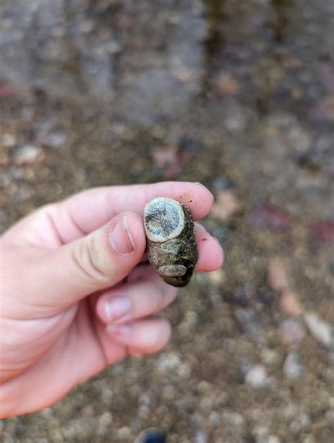 My Recent Finds R Fossilhunting