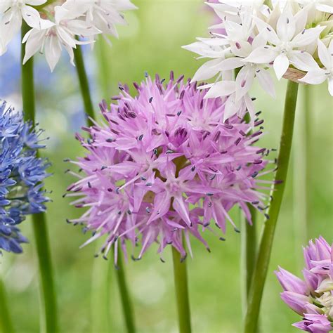 Buy Premium Quality Carolinianum Rosy Dream From Dutch Bulbs