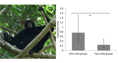 Audience Effects On Sexual Behavior Of Polyandrous Wild Siamangs