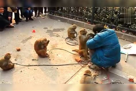耍猴人要吓唬母猴，要杀母猴老公，看看母猴是怎么做得
