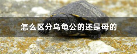 怎么区分乌龟公的还是母的 鱼百科