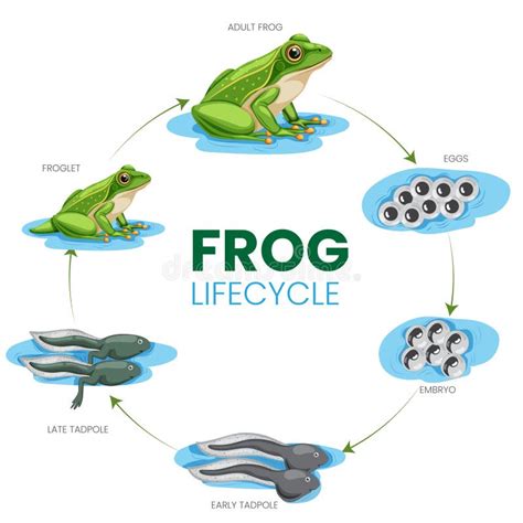 Frog Lifecycle From Egg To Tadpole To Adult Frog Stock Vector